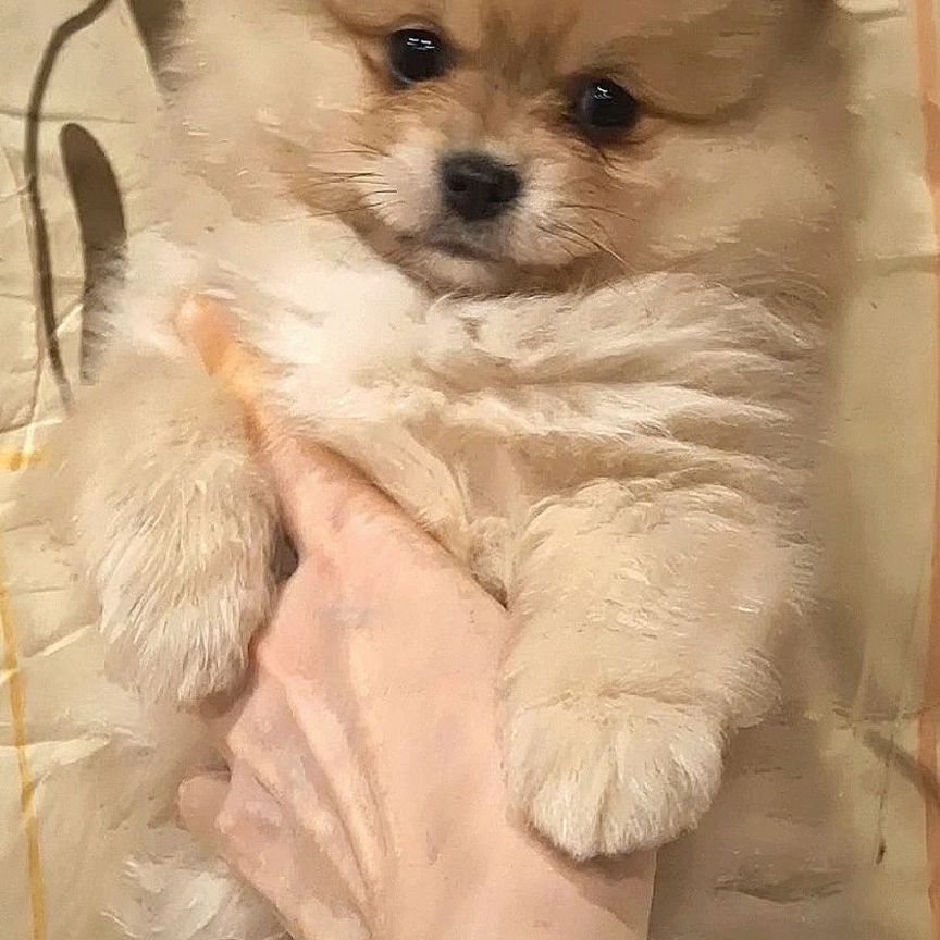 Померанский шпиц мальчик