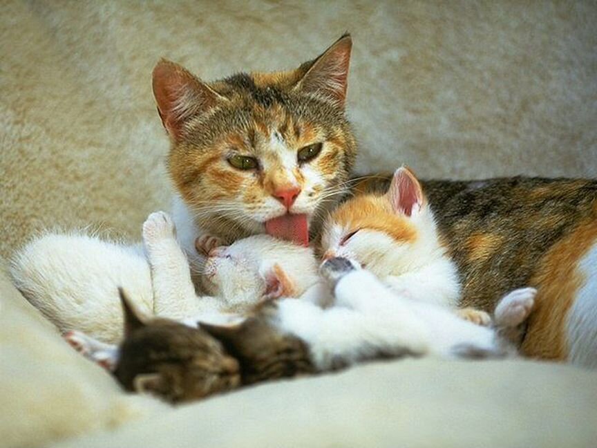 Кошка с котятами в опасности