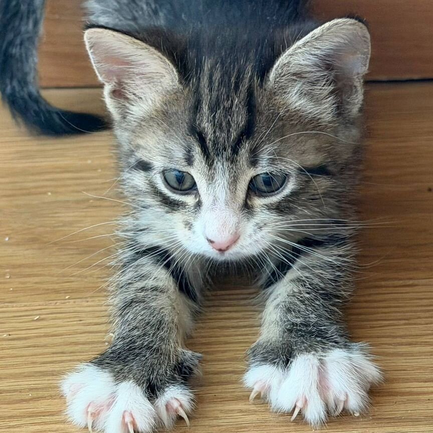 Котёнок в добрые руки