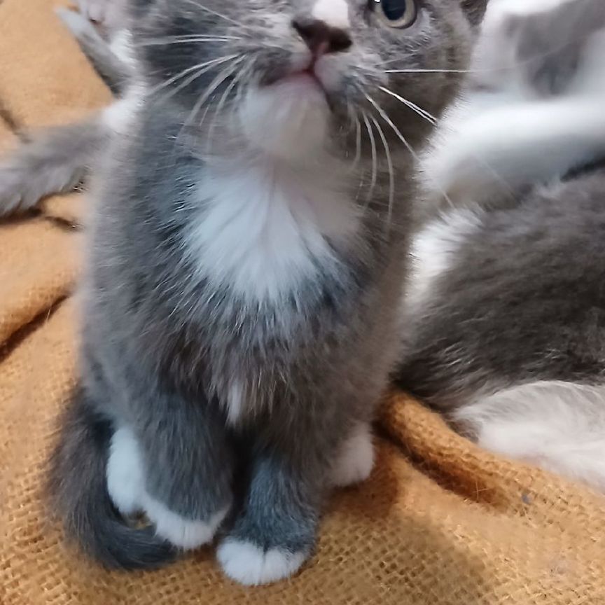 Котёнок в добрые руки