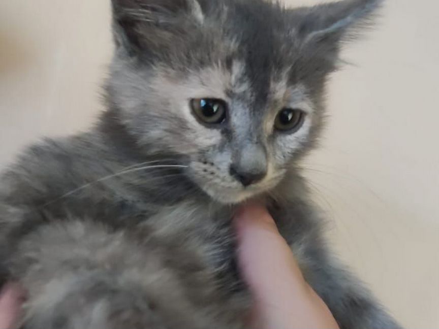 Кошечка 1.5 месяца