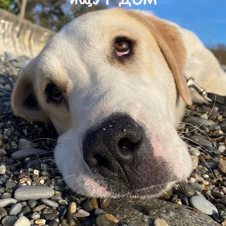 Взрослая собака в добрые руки