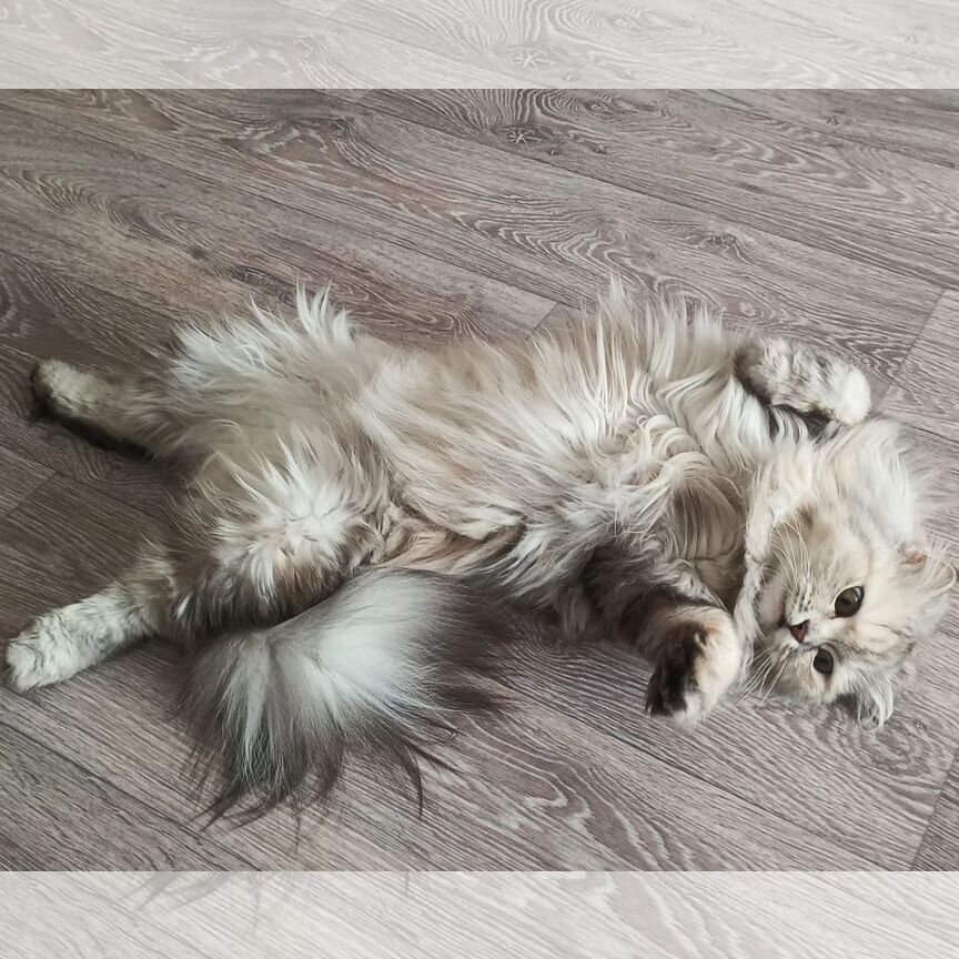 Сибирская кошка, вязка