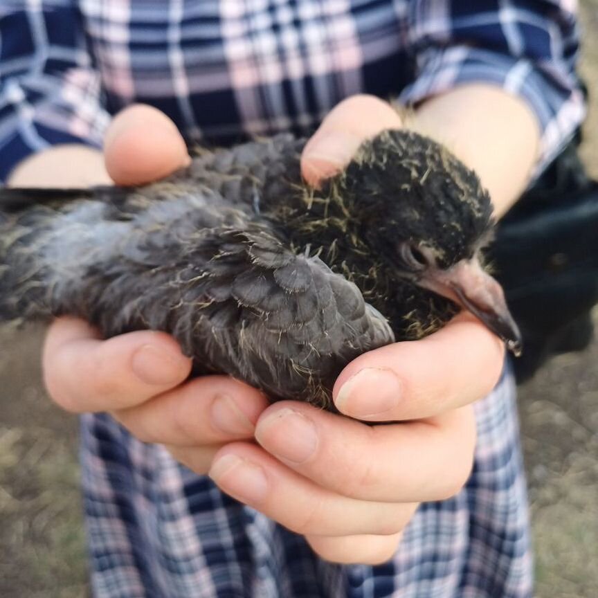 Птенец голубя