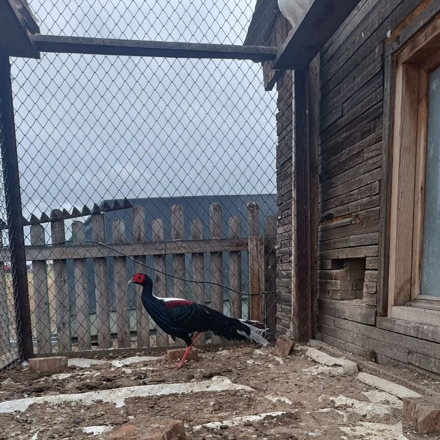 Фазаны