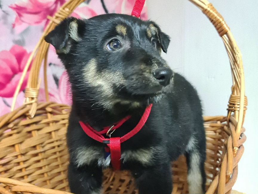 Паренёк-Охранник. Невысокий. Для Надёжных хозяев