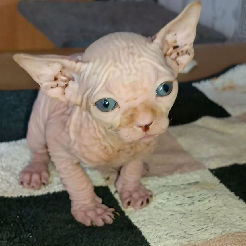 Канадский сфинкс котенок