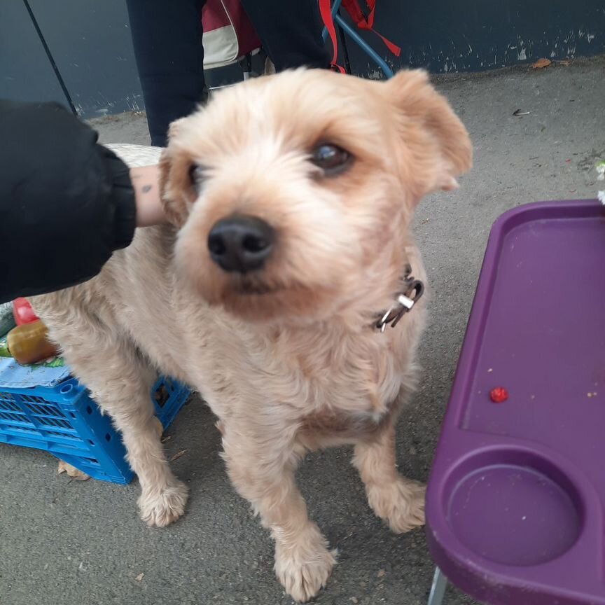 Собака в добрые руки