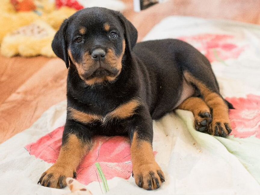 Щенки ротвейлера