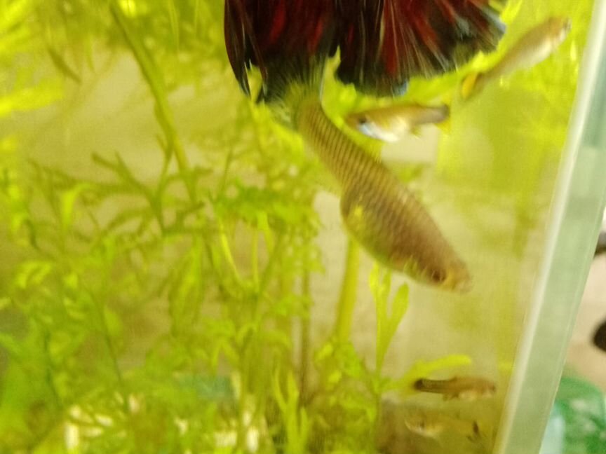 Аквариумные рыбки