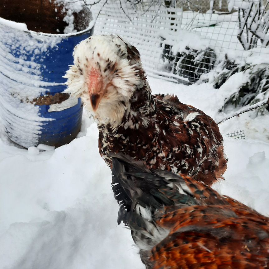 Петушки Орловский, Билефельдер