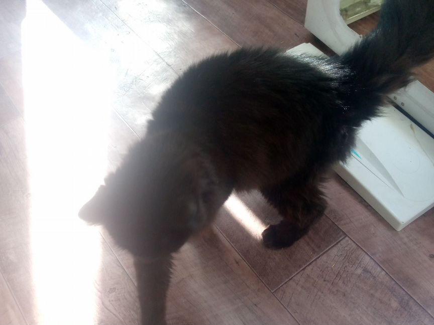 Отдам двух котиков к латку приучены