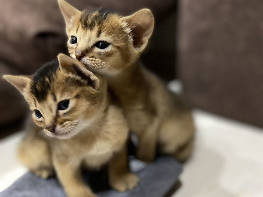 Абиссинские котята