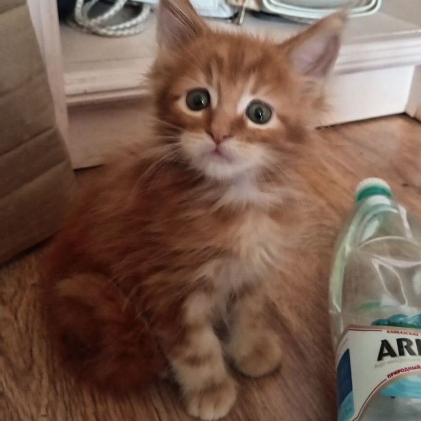 Котята мейн-кун