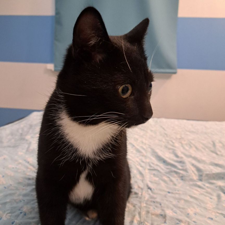 Котик Боня 7 м ищет семью(част. Приют)
