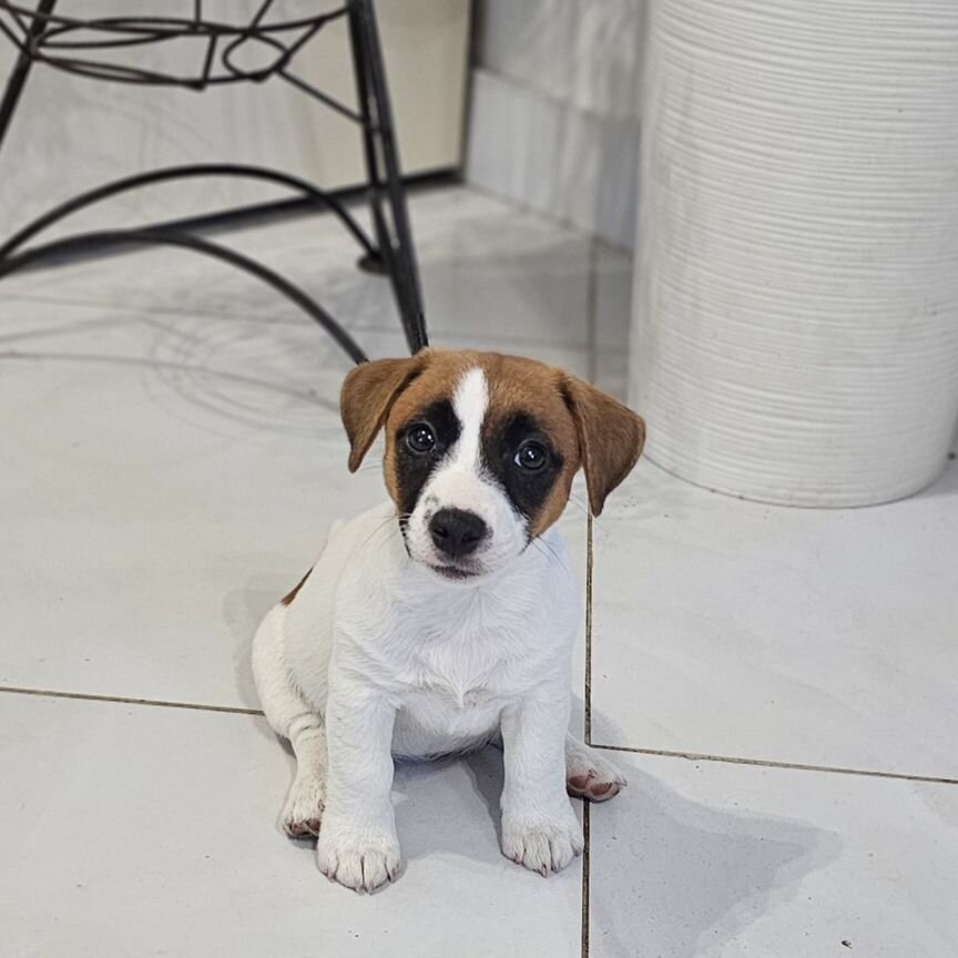 Щенки джек рассел терьер