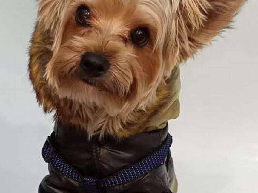 Йоркширский терьер вязка мальчик