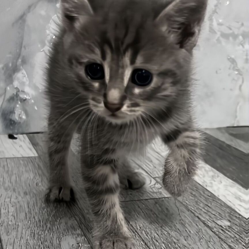 Котёнок в добрые руки