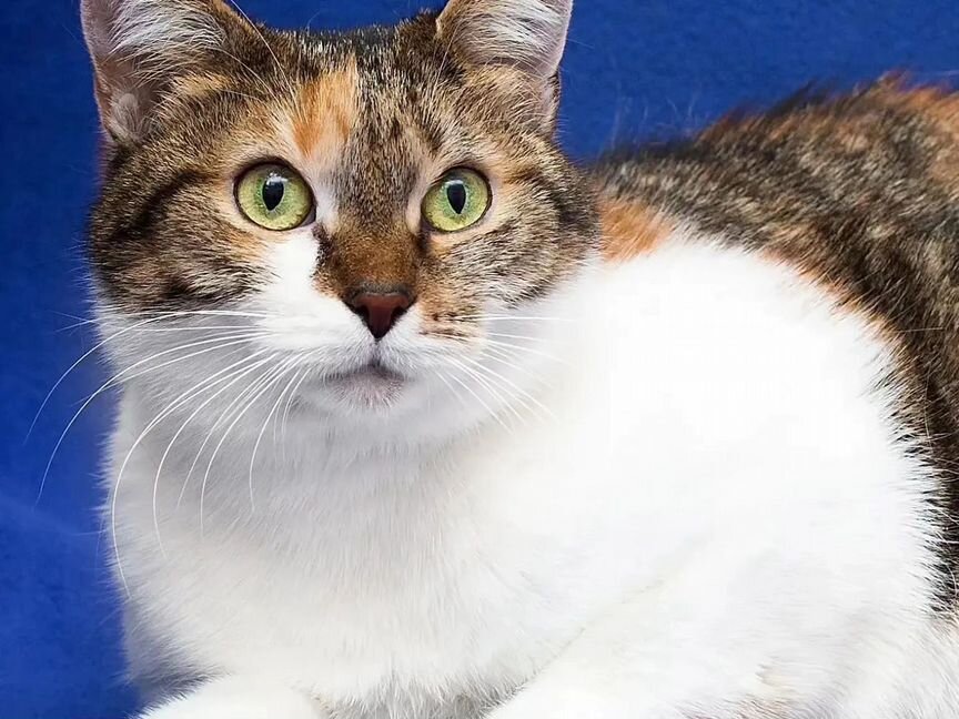 Щёчку из приюта никто не замечает