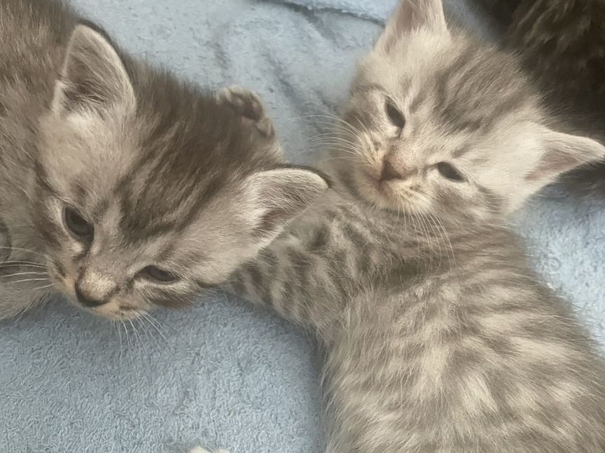 Британские котята