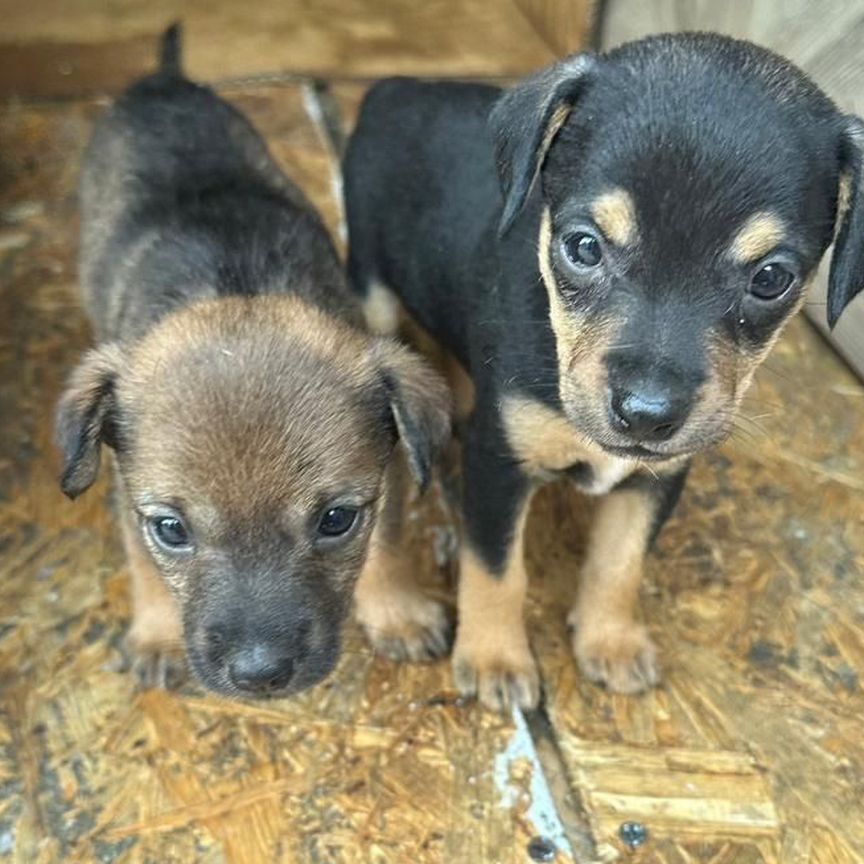 Щенки ягтерера