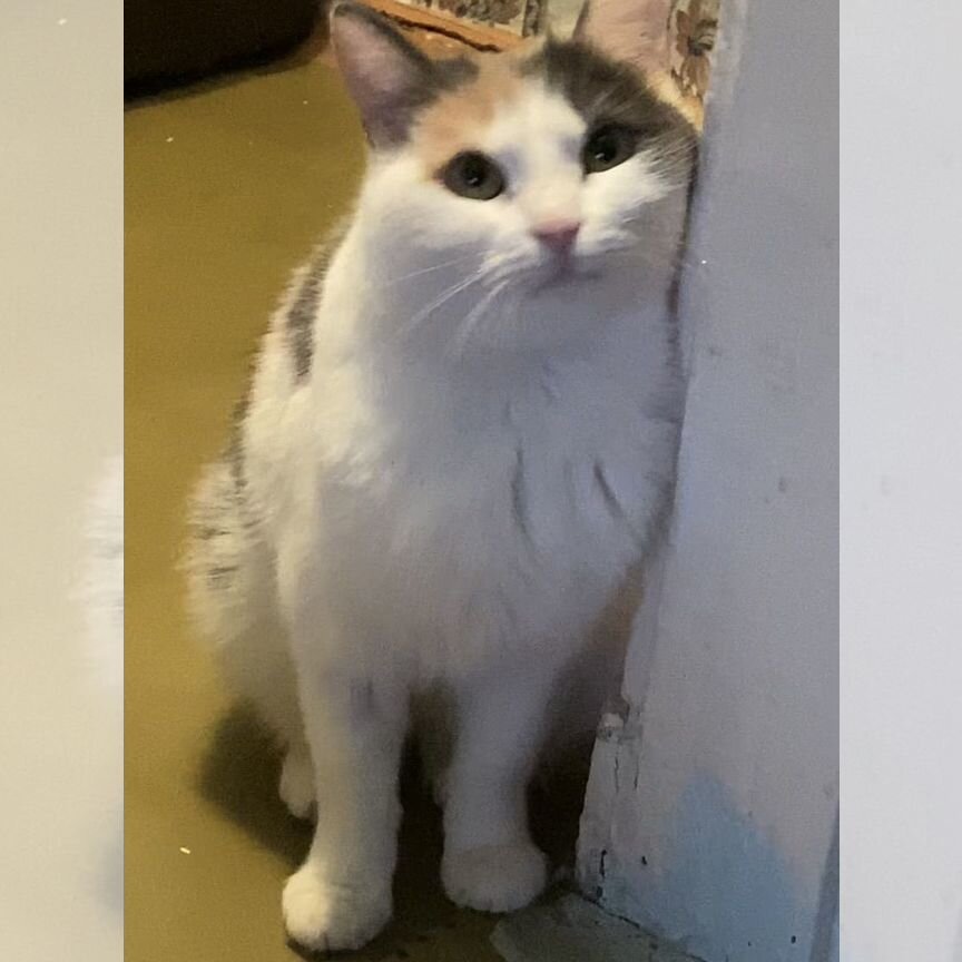 Кошка 1 год