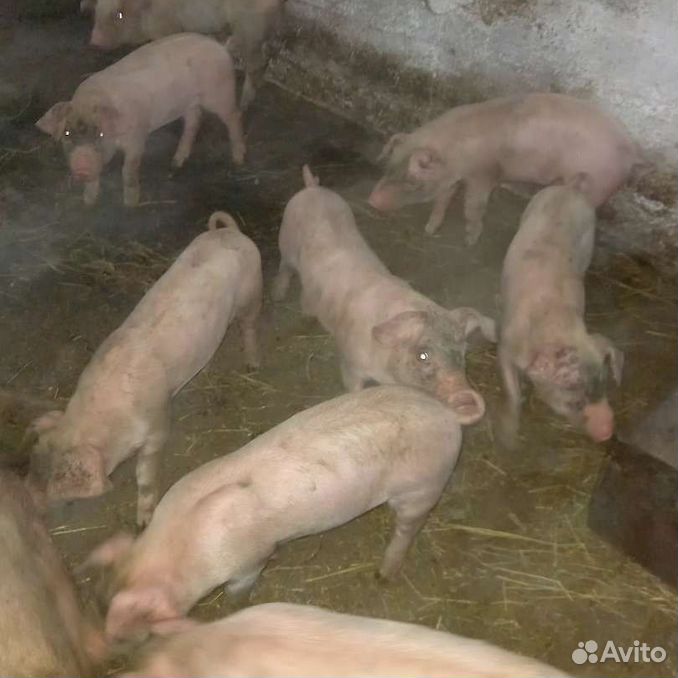Поросята ландрас дюрок