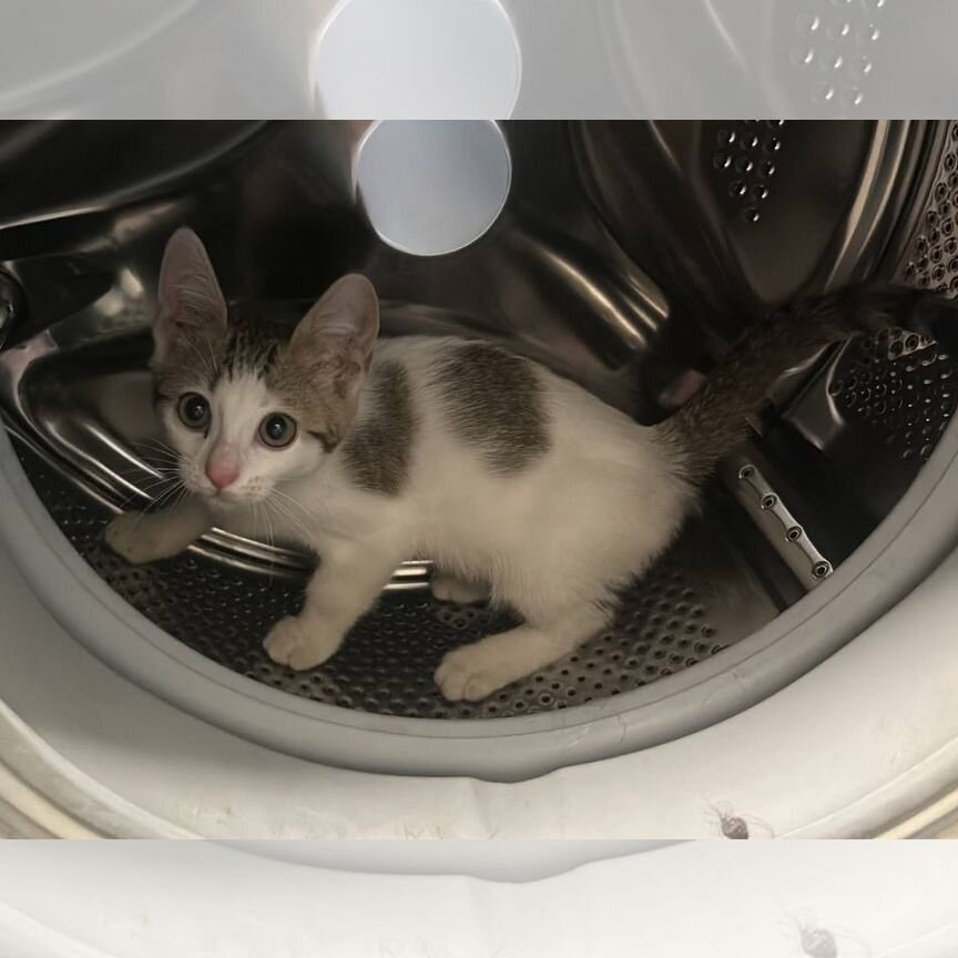 Котенок в добрые руки