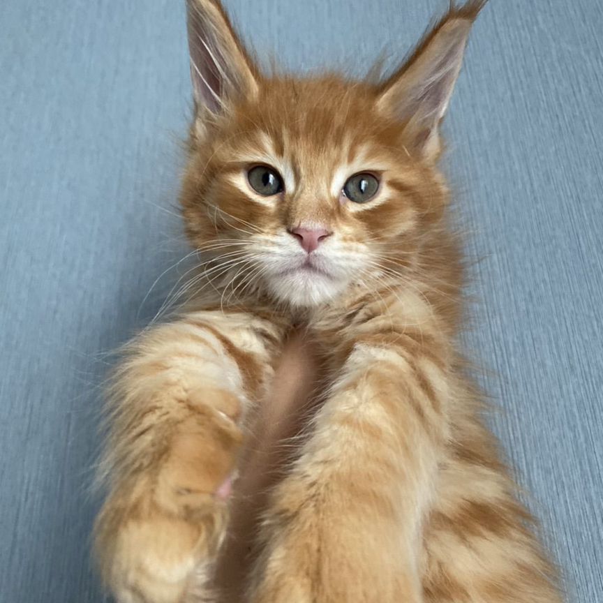 Мейн-кун мальчик