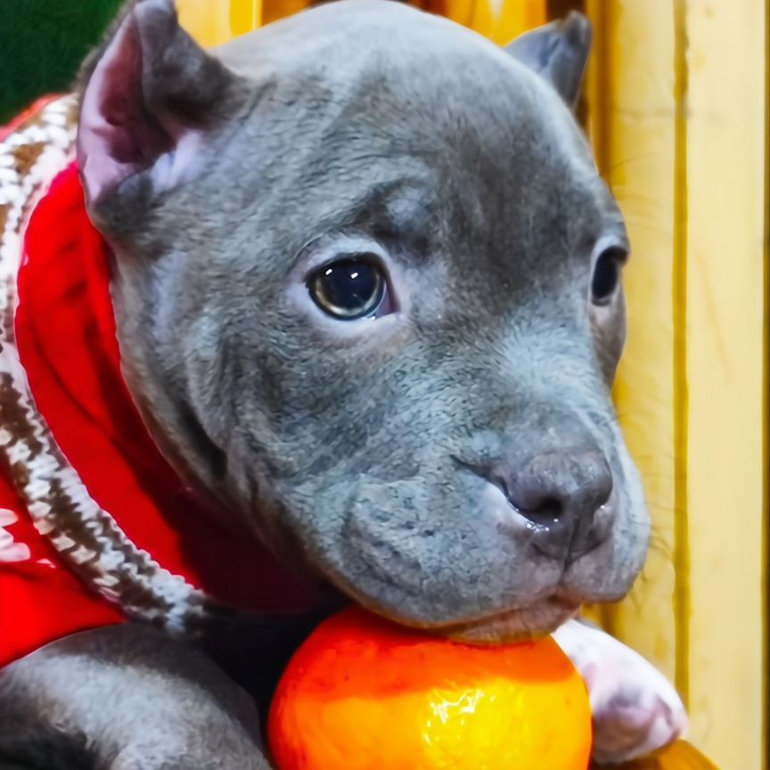 Американский булли, щенок