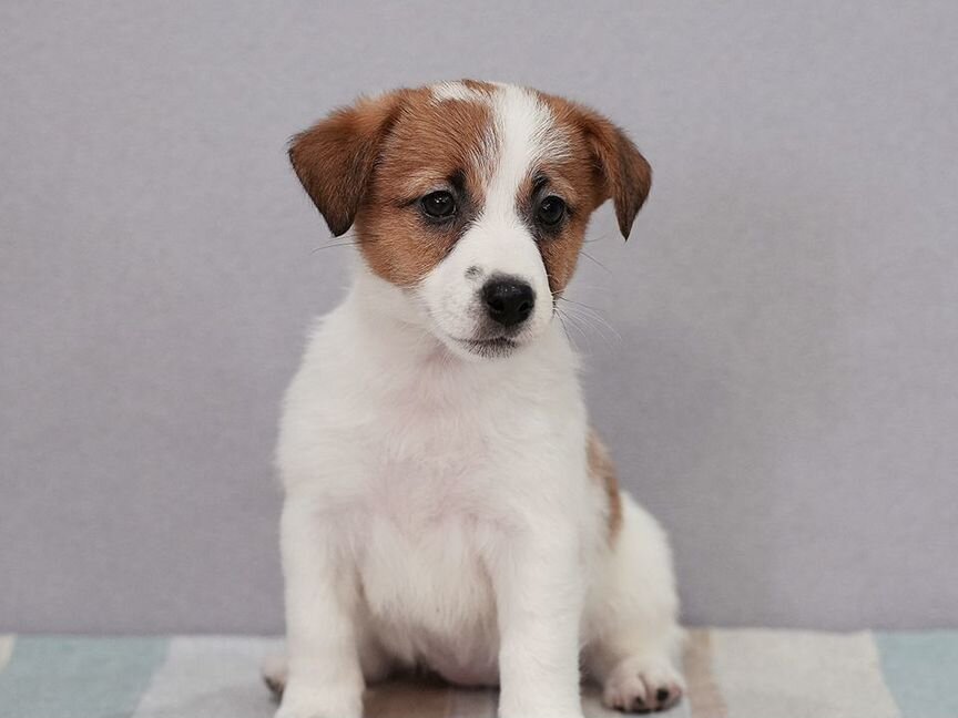 Лучшая девочка Джек рассел терьер