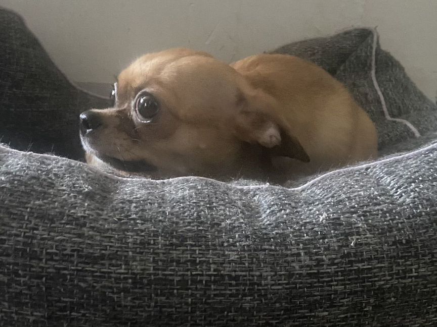 Чихуахуа мини девочка