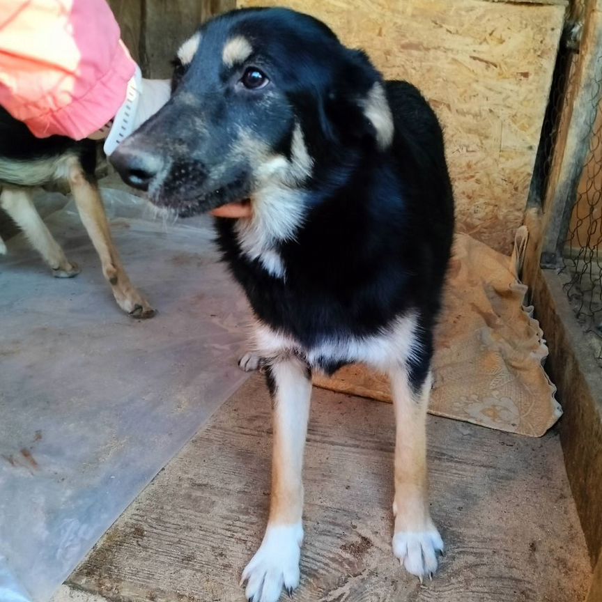 Взрослый пёс в добрые руки