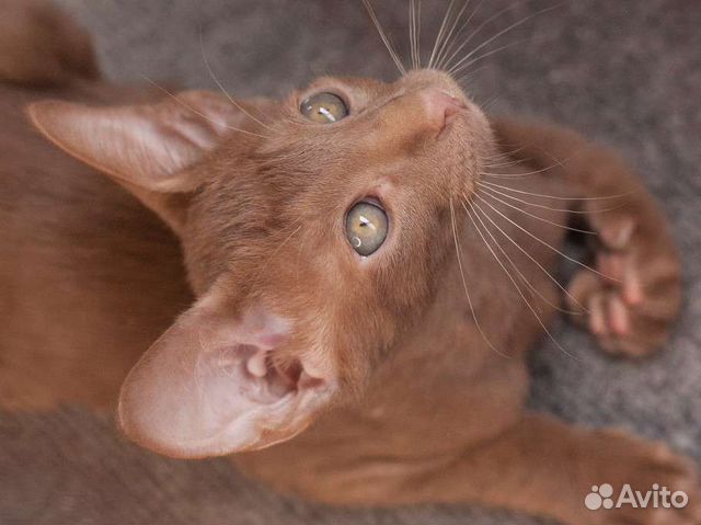 Ориентальный котенок