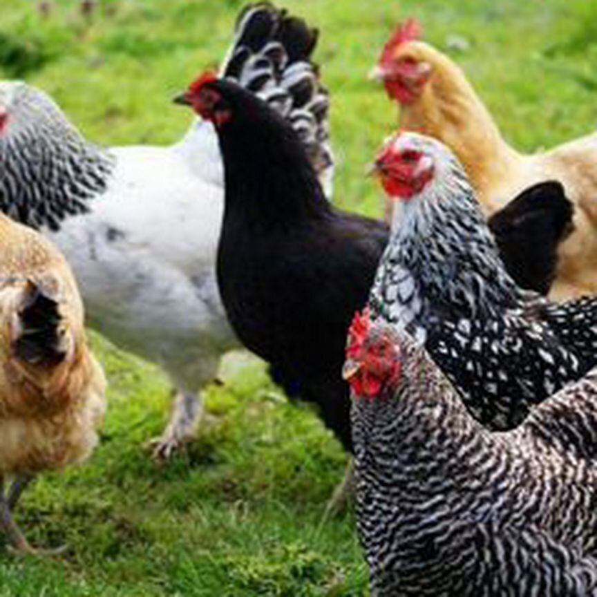 Куры маран,легбары, доминант