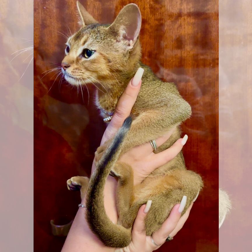 Абиссинский котёнок