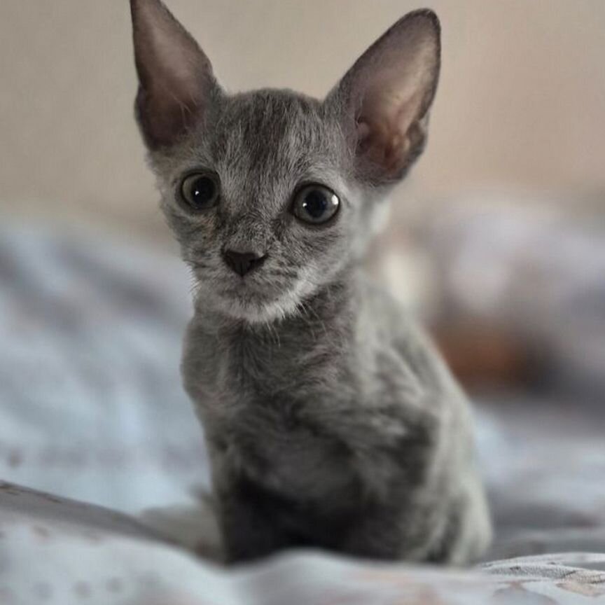 Отдам котёнка