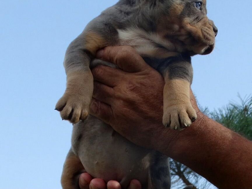 Девочка Ам.булли