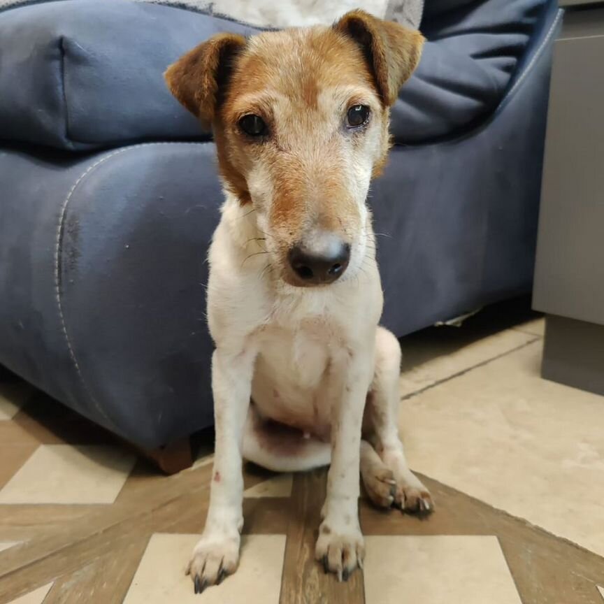 Фокстерьер найдена собака