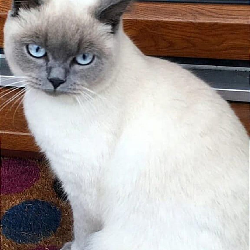 Пристраиваются в добрые руки