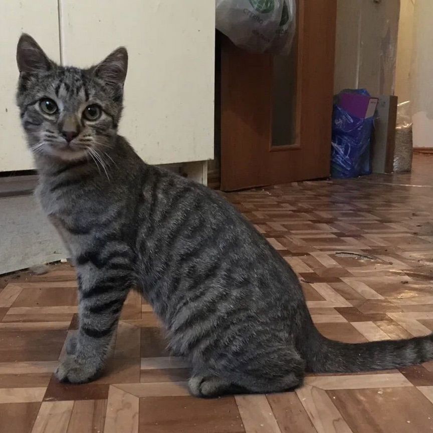 Котята в добрые руки мальчики
