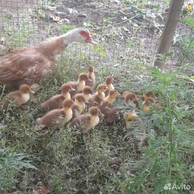 Индоутята,Селезень и Самка Индоутки