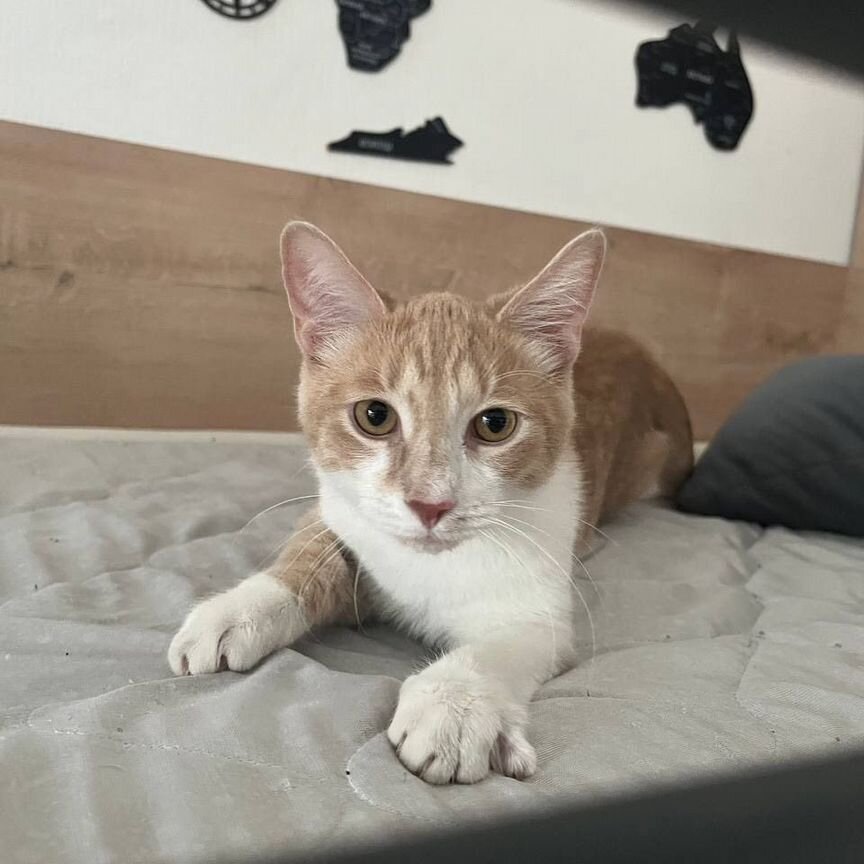 Котенок