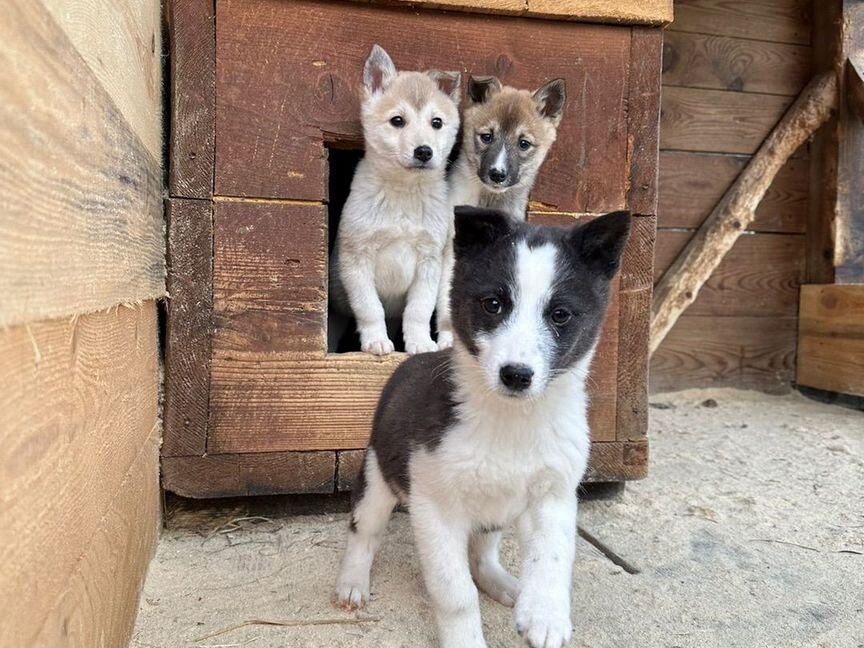 Восточно сибирская лайка