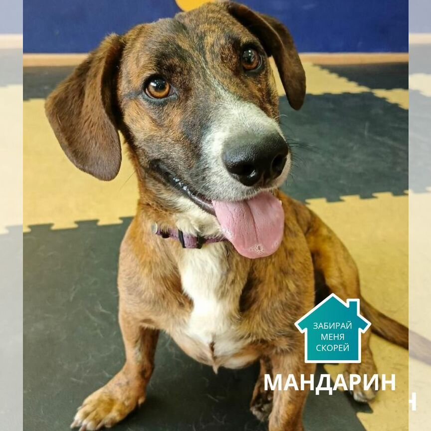 Умнейший Мандарин