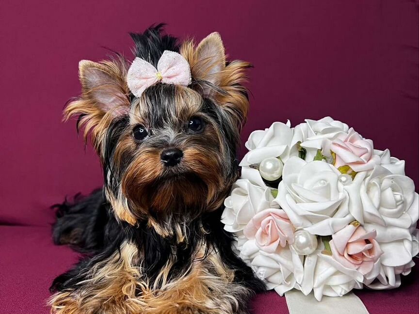 Йоркширский терьер мини беби фейс