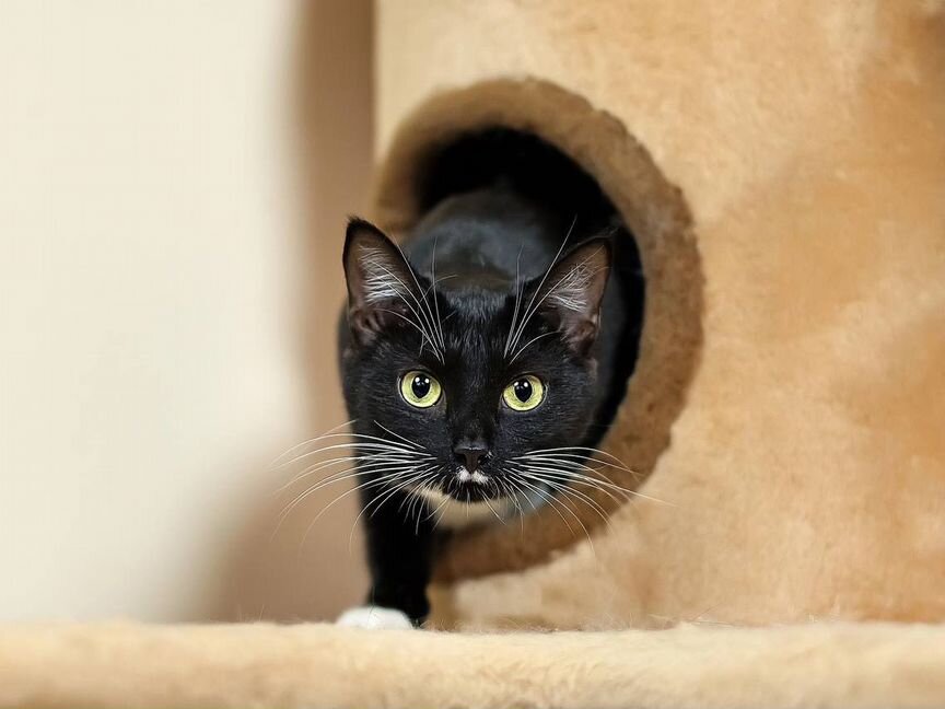 Кошка Сабрина в добрые руки