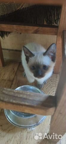 Тайские котята