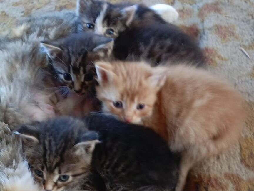 Котята в добрые руки