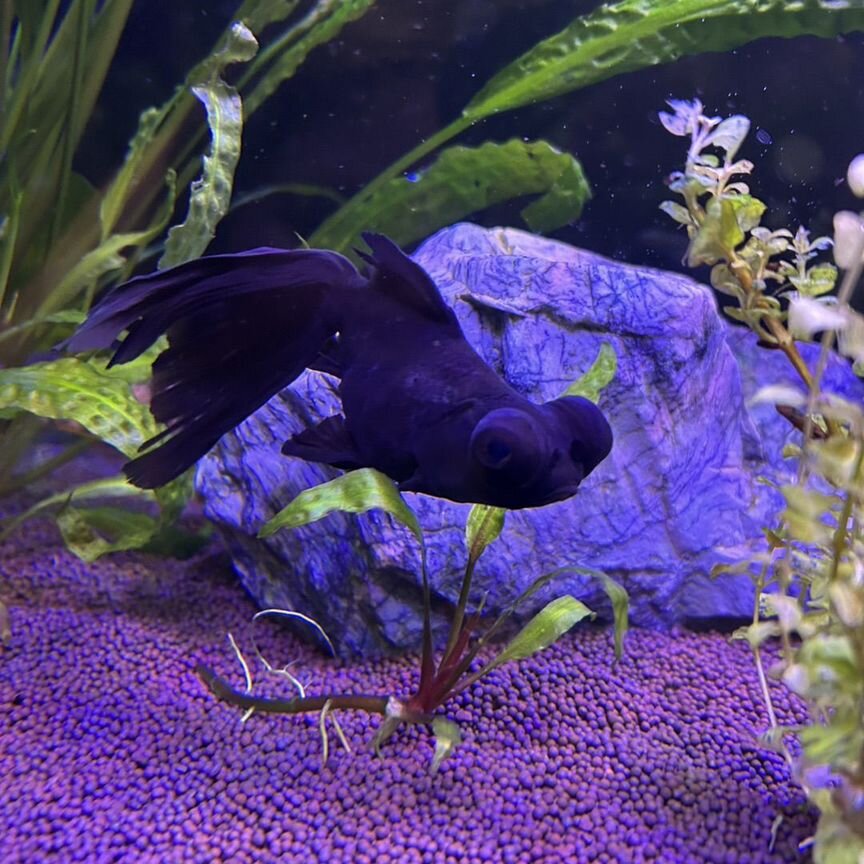 Рыба в аквариум